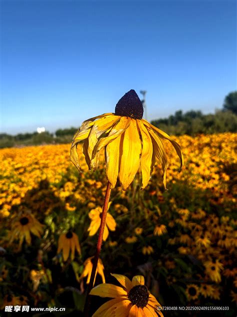 秋日田野中的单株枯萎花朵摄影图花草生物世界摄影图库昵图网