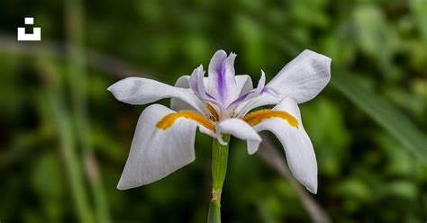 낮에는 흰색과 보라색 크로커스가 피어납니다 사진 Unsplash의 무료 Jardín Botánico Marimurtra 이미지