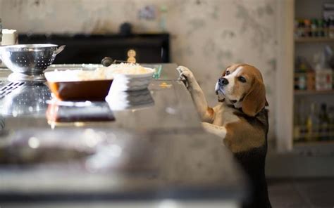 動物圖集可愛呆萌的比格犬 每日頭條