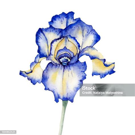 아이리스 플라워 흰색 배경에 격리 된 손 수채화 그림 웨딩 인쇄물 초대장 축하 클립아트 엽서 생일을 위한 디자인 붓꽃에 대한 스톡 벡터 아트 및 기타 이미지 Istock
