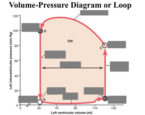 Pressure Volume Loops Diagram Quizlet