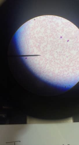 Bio Lab Flashcards Quizlet