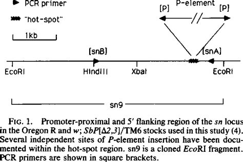 Figure 1 From Site Selected Transposon Mutagenesis Of Drosophila P Element Polymerase