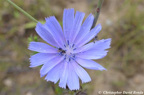 Cichorium Intybus Illinois Botanizer