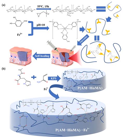 Dynamic Crosslinking Hydrogel Dressings Encyclopedia Mdpi