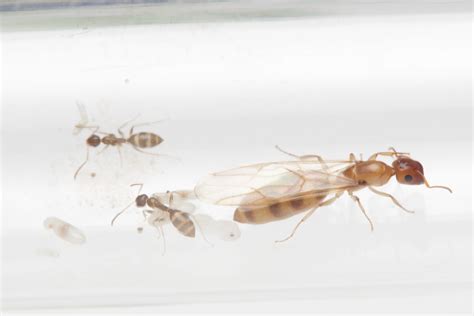 Colobopsis Macrocephala Colony Ants Online