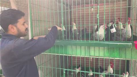 ফাউমি মুরগির একটি সুন্দর খামার সৌখিন মুরগি ছাদে মুরগি পালন Youtube