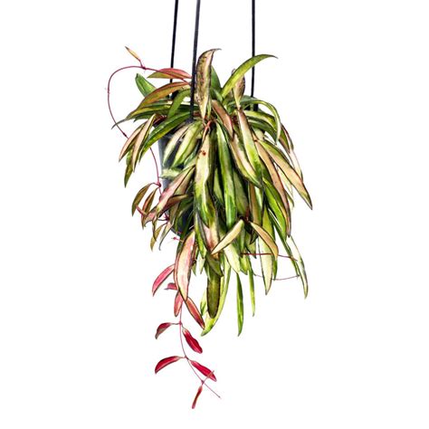 Hoya Wayetti Tricolor – ThePlantVet