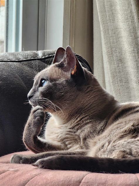 My Siamese Was So Funny This Morning To Cat Or Not To Cat That Is The Question Rsiamesecats