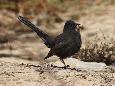 45 Types Of Robins Pictures And Identification