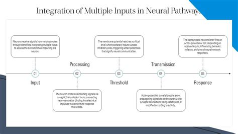 Integration Of Multiple Inputs In Neural Pathways Polysynaptic Ppt