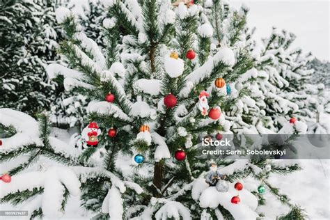 푹신푹신한 눈 속의 크리스마스 트리가 겨울 숲을 배경으로 표류하고 있습니다 겨울 풍경에 빨간 장난감으로 장식 된 나무와 함께 아름 다운 새해 눈 덮인 공원의 크리스마스 트리