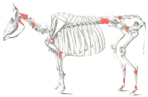 Highlighted Segments In Red Represent The Identified Fragments Bos