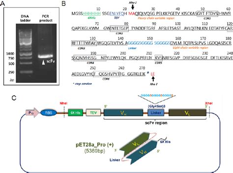The Expression Isolation And Solubilization Of The Scfv Protein From