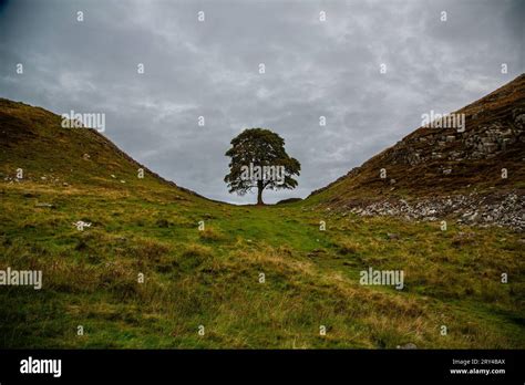 Sycamore Gap Tree Hadrian S Wall In Northumberland UK Before It Was Felled By What Appears To