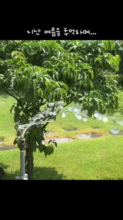 더운 여름 시원한 스프링클러 Youtube