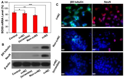 Intracellular Activity Of Cvncs In The Nscs A Qrt Pcr Analyses Of