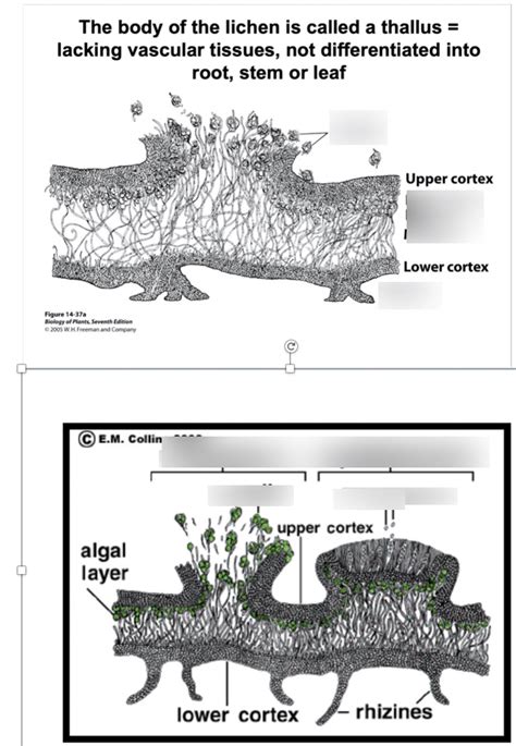 22 Lichens Diagram Quizlet