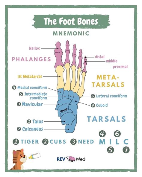 Foot Anatomy Foot Bones Mnemonic Tiger Cubs Need Milc T Talus C