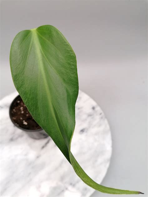 Monstera Burle Marx Flame Small 1 Leaves Jungpflanze Pflanze