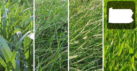 The Best Grass Seed For Pennsylvania Lawns