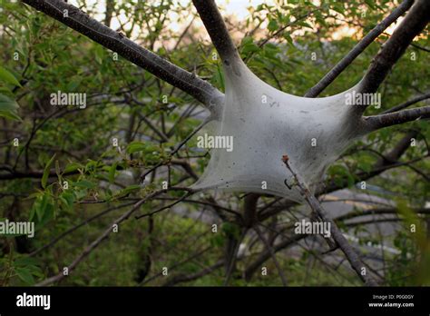 Large Web In Tree