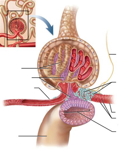 What Are The Components Of The Juxtaglomerular Apparatus At Lee Ramirez