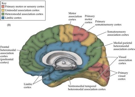 Biological Bases Higher Order Cerebral Function Flashcards Quizlet