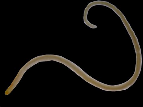 Cephalothrix Linearis Los Nemertinos De España Y Portugal