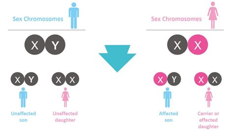 Fragile X Syndrome FXS Carrier Testing GGA Malaysia