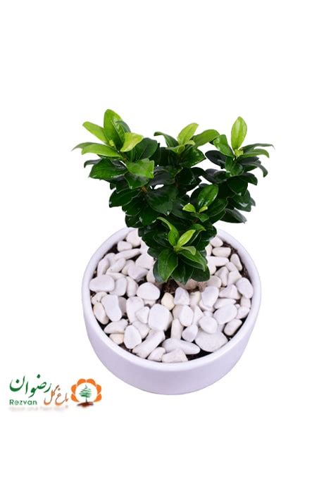 قیمت خرید انواع بونسای باغ گل رضوان