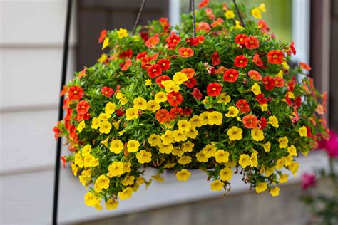 10 Best Flowers For Hanging Baskets