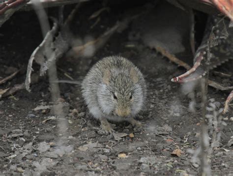 Nile Grass Rat Arvicanthis Niloticus Know Your Mammals