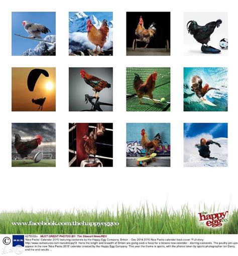 有公雞，母雞安靜平和，產蛋率更高？這是一群幸福的母雞，歡樂雞 每日頭條