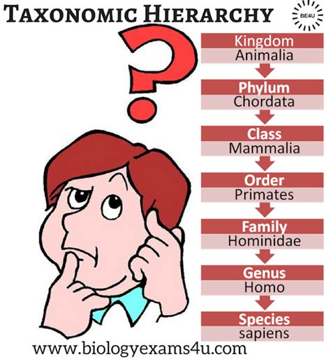 The Taxonomic Hierarchy With Examples Human Hierarchy Taxonomic Hierarchy Of Mango Wheat