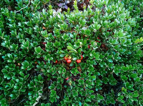 Evergreen Ground Cover Full Sun Fast Growing Ground Cover For Shade Or