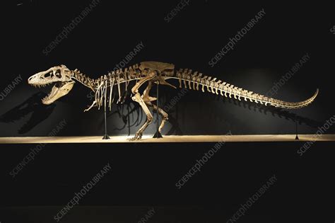 Tarbosaurus Skeleton