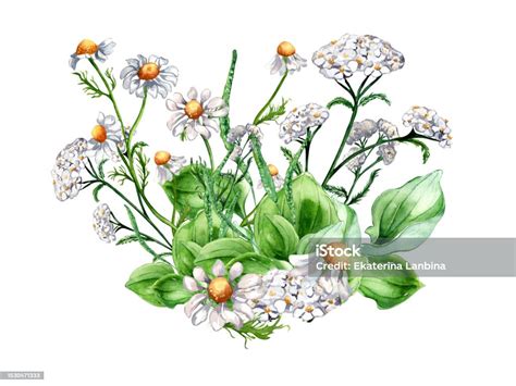 초원 약용 꽃 허브 식물 수채화 그림의 꽃다발은 흰색 배경에 분리되어 있다 데이지 카모마일 질경이 Achillea Millefolium 손으로 그렸습니다 라벨 패키지 엽서
