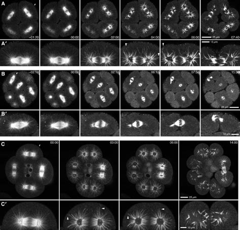 Nocodazole Insensitive Microtubules Exhibit No Orientation Bias In Download Scientific Diagram