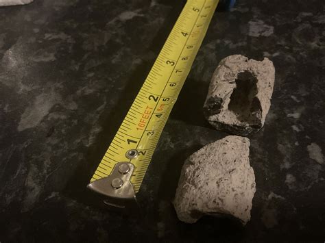 Folkestone Fossil Id The Fossil Forum