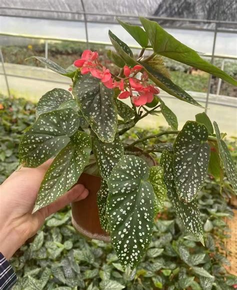 Begonia Snow Capped My Wordpress