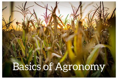 Basics Of Agronomy What Is The Importance Of Agronomy In Agriculture