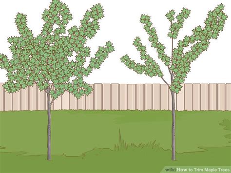 3 Ways To Trim Maple Trees WikiHow