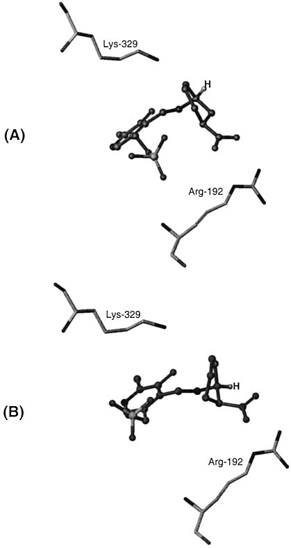 Molecular Models Of And Download Scientific Diagram