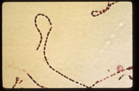 Streptococci Flashcards Quizlet