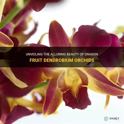 Unveiling The Alluring Beauty Of Dragon Fruit Dendrobium Orchids Shuncy