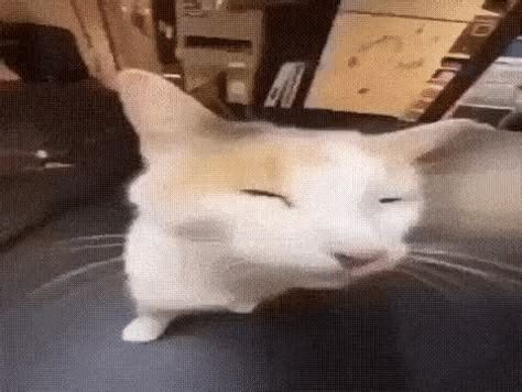 Cat Discord Banner 