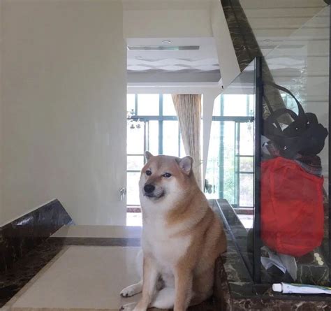 网红柴犬手术中去世！很多人爱用它的表情包澎湃号·媒体澎湃新闻 The Paper