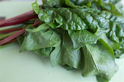 차드는 녹색 배경 원시 녹색 잎 채소에 잎 비트 잎 포스터 달력 게시물 스크린 세이버 벽지 엽서 카드 배너 커버 웹 사이트에 대한 헤더에 대한 맨골드 잎 건강한 식생활에