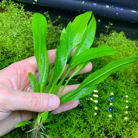 Amazon Sword [echinodorus Amazonicus] Plantedpro